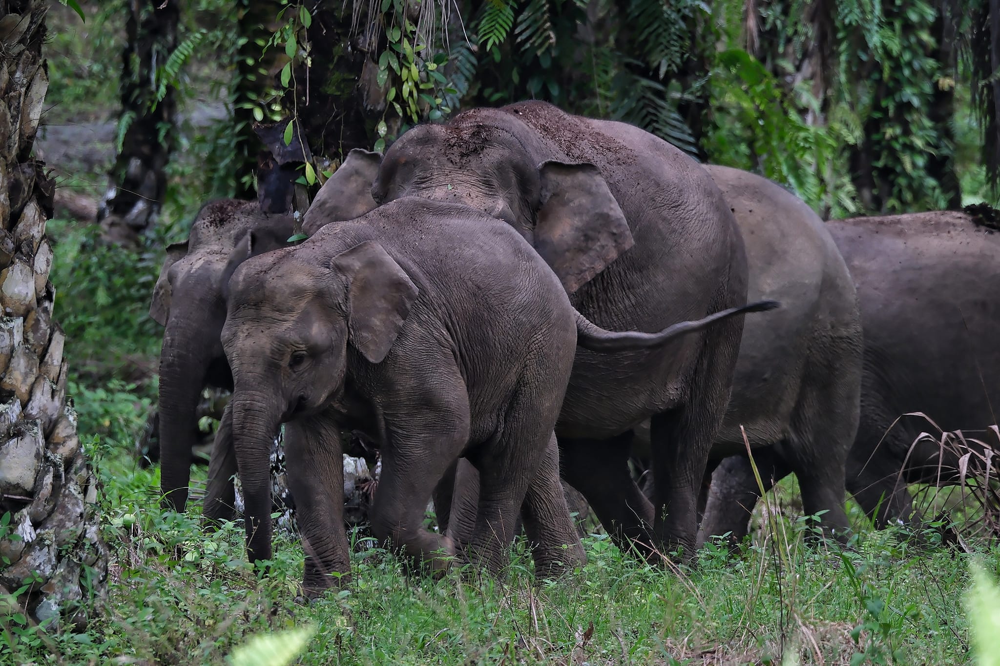 Bornean pygmy elephant – Borneo Bayu Adventure